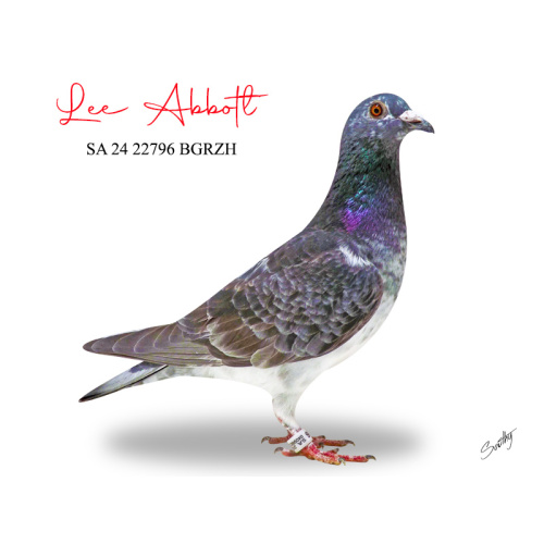 Pigeon Auctions-Australia's Premier Special Events Auction Site