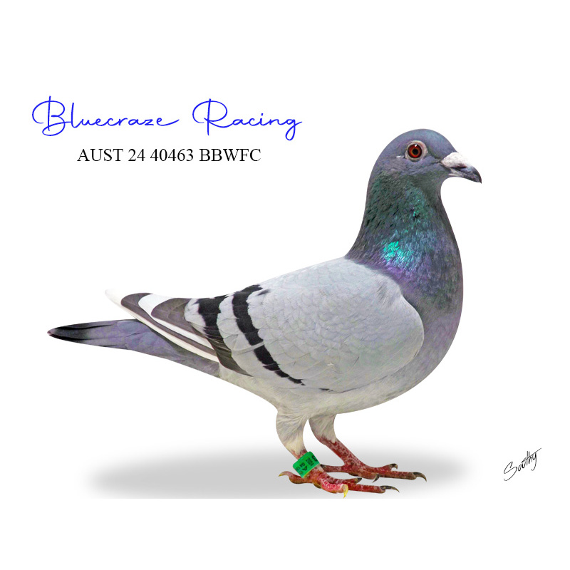 Lot 2 40463 BBWFC Van Den Bulck G/son of imported pair Banksy Bluecraze ...